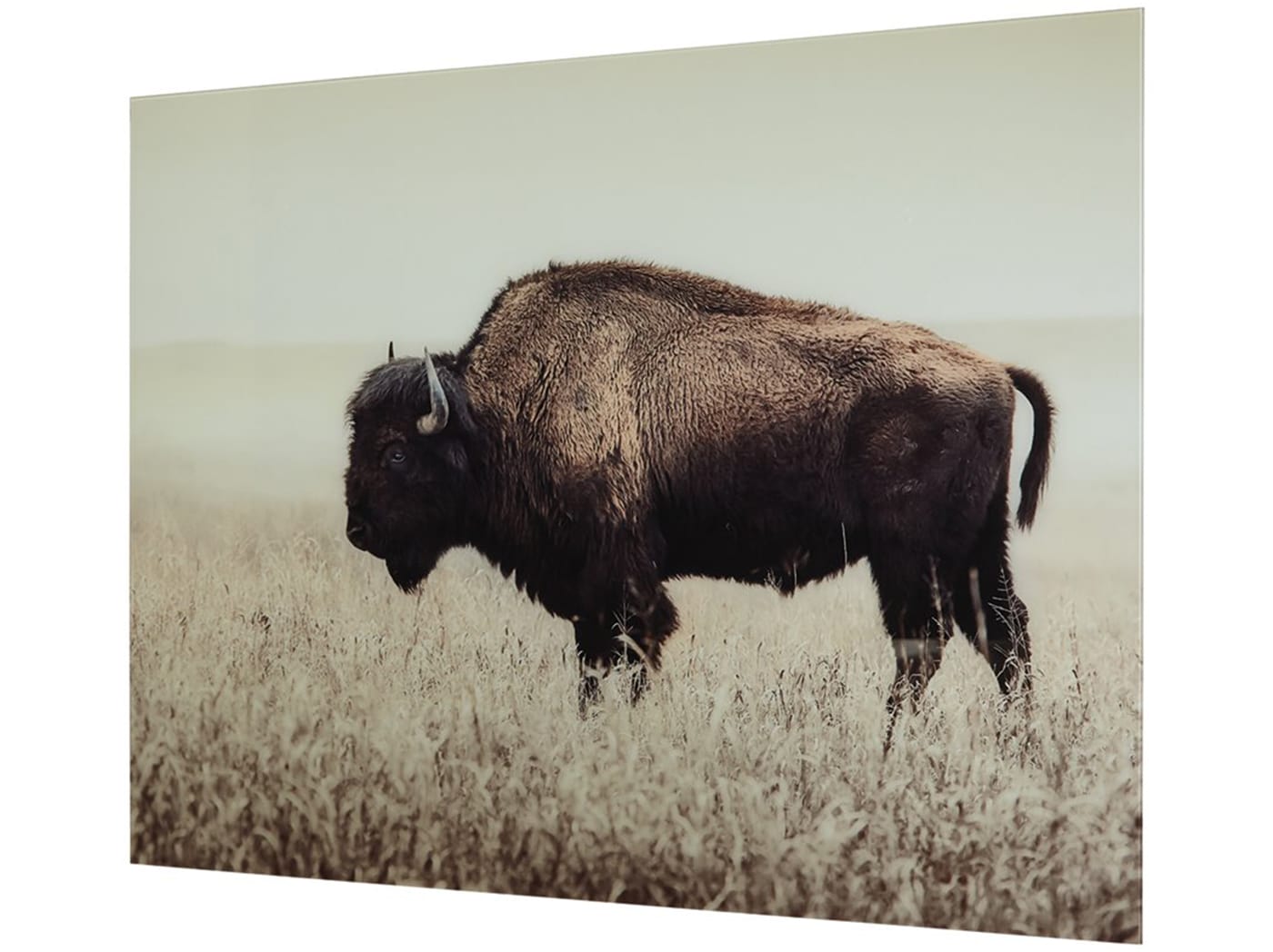 Buffalo wall art store