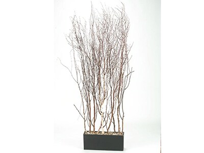 Birch Tree Branches Screen 42"W x 78"H | Steinhafels