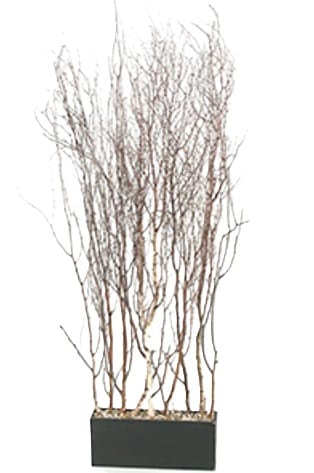 Birch Tree Branches Screen 42"W x 78"H | Steinhafels